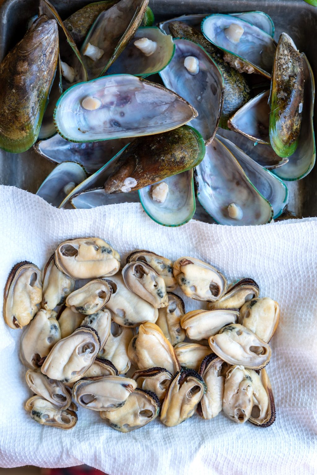 Green Lipped Mussels for Dogs - Stellanspice